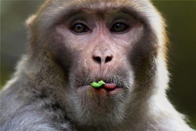 Five 'Exotic' Monkeys, Wallaby Rescued In Assam, One Held
