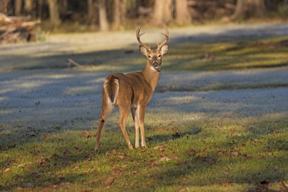 Hog Deer Spotted For First Time In Uttarakhand's Rajaji Tiger Reserve
