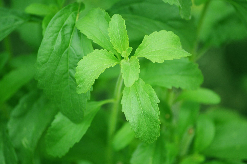 Stevia Plant Sugar Stevia/ The Pahari Life