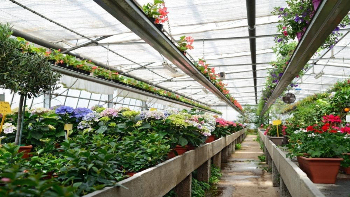 Horticulture Project In Himachal Gives New Lease Of Life To Farmers