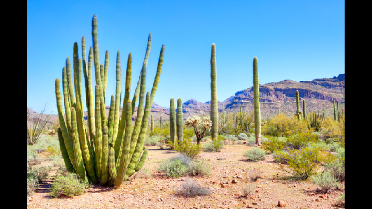 Biosphere Reserves With Animals