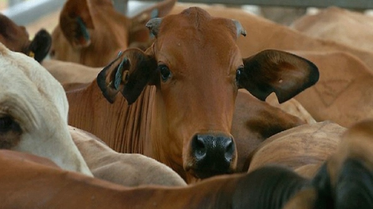 Maha: 12 Cows Die Of Suspected Acidosis At Kaneri Math